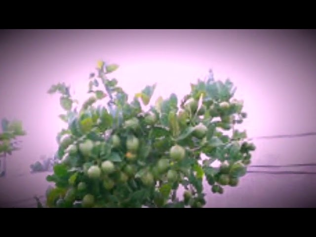 Mango Plant - Van Laxmi Mango Grafted Plant Manufacturer from Anand