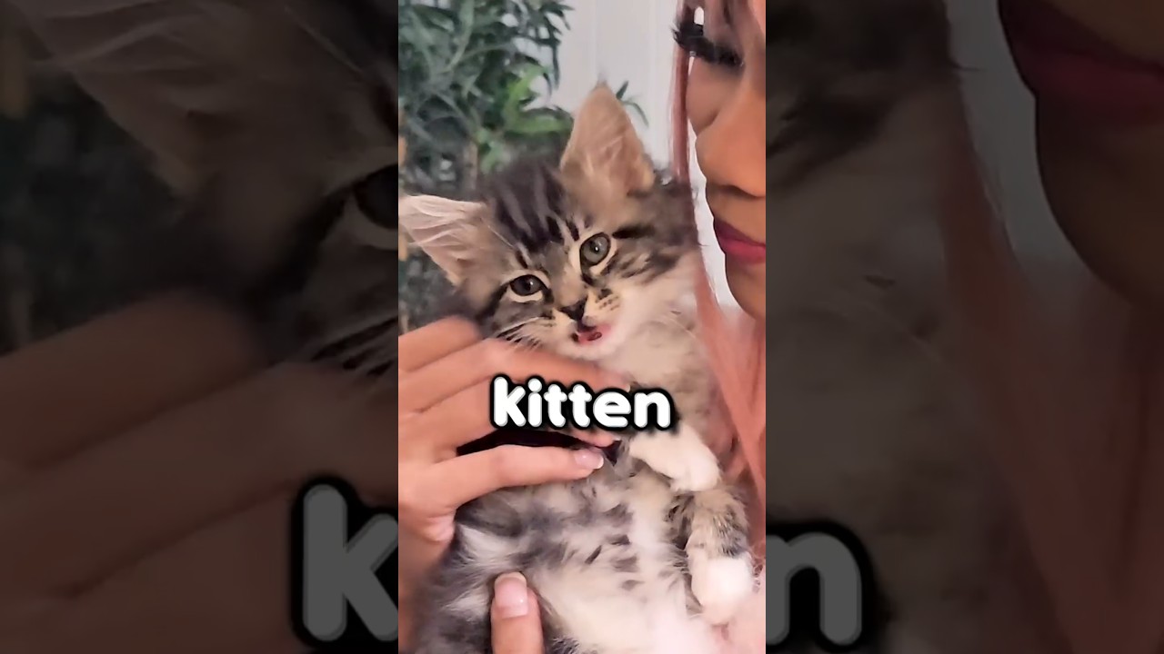 My New Kitten's Name Reveal! #sugarstar #cute #shorts