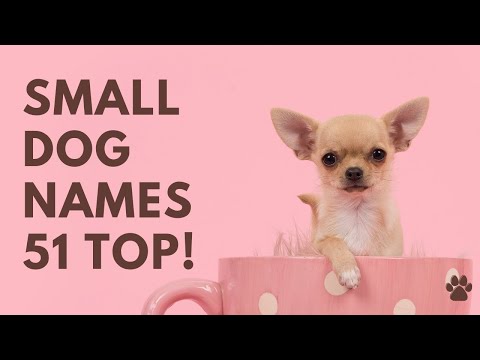 ๐ถ Small Dog Names 51 BEST ๐พ TOP ๐พ CUTE ๐พ Ideas | Names