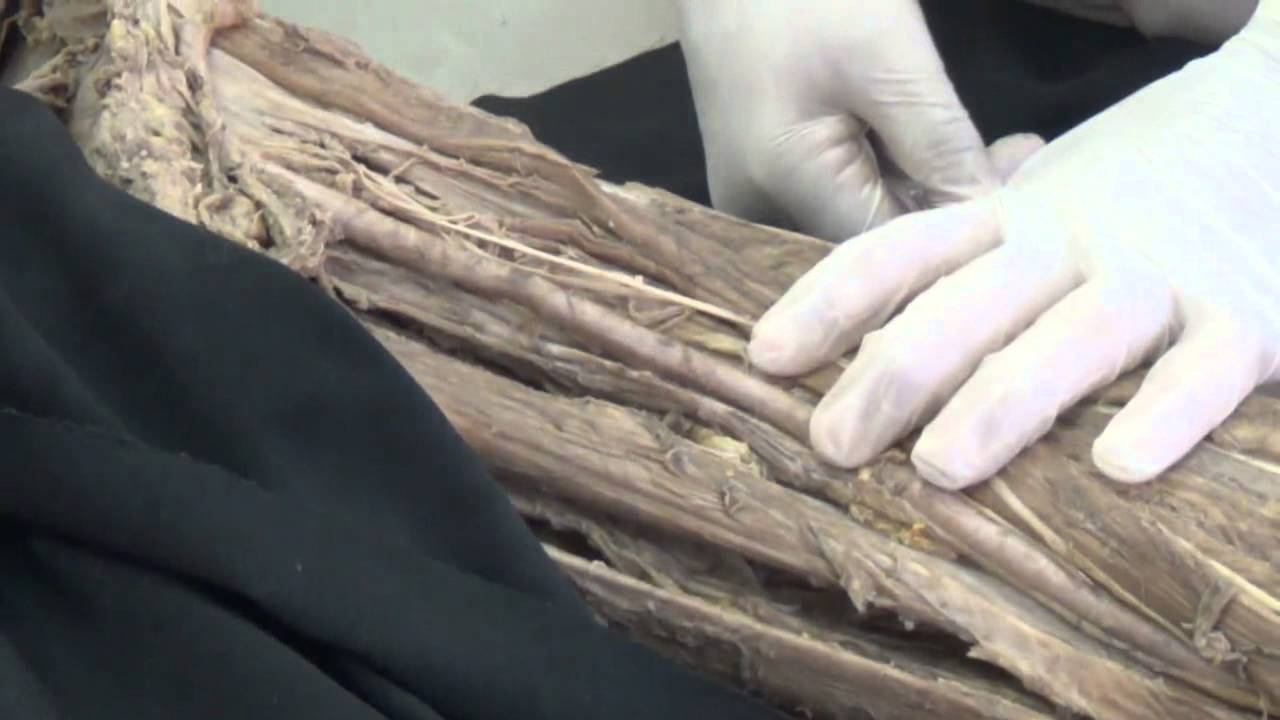 ◄╣ Muscles of the Front of the Thigh (Part 1) ╠►