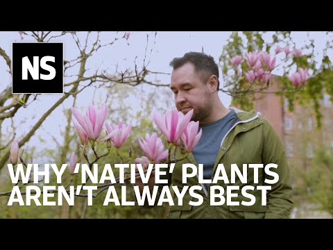 Why gardening with 'native' plants isn't always better for the environment