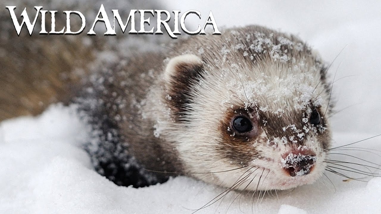 Wild America | S4 E9 Weasels Sleek & Savage Part 1 | Full Episode HD