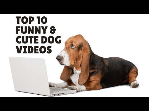 13 Cute Dog Videos - Adorable Puppy Videos