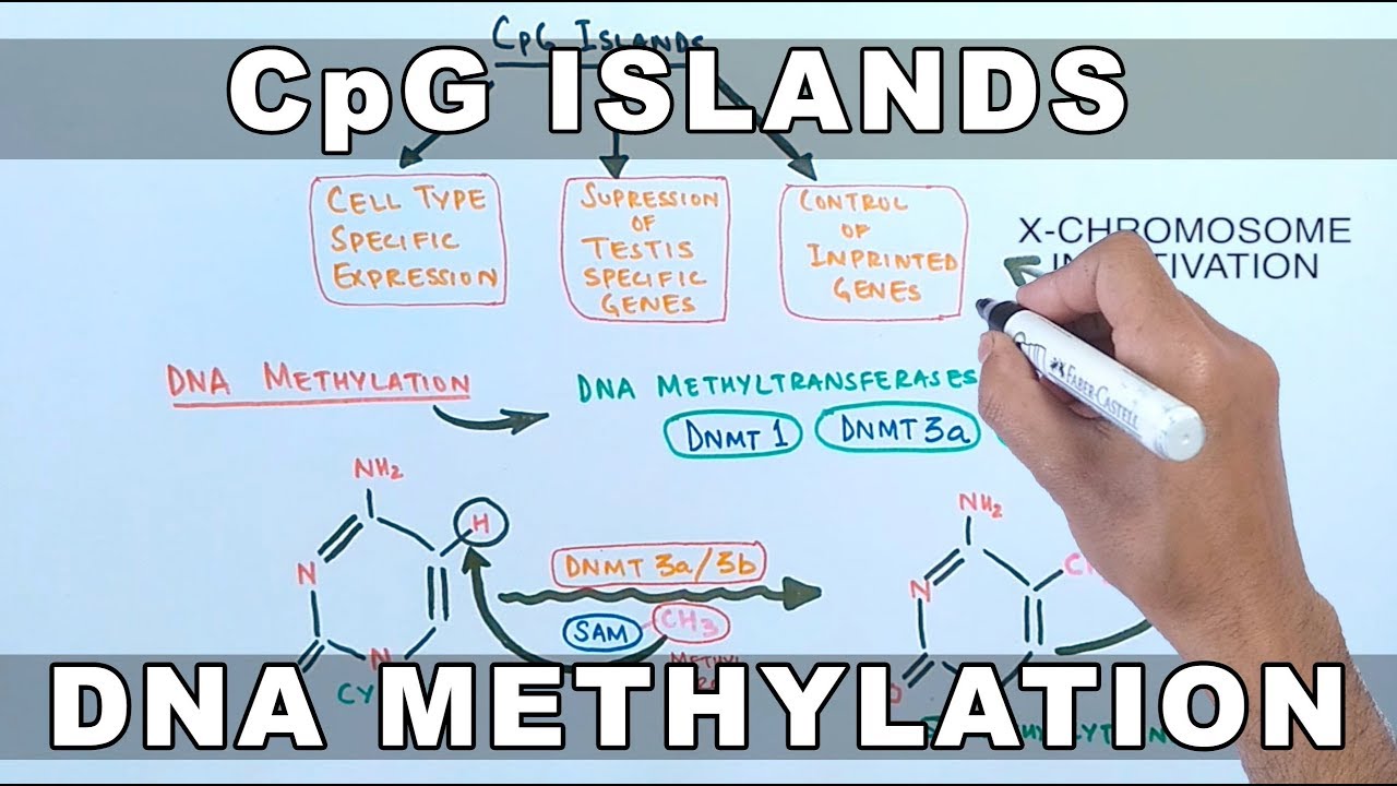 CpG Islands and DNA Methylation