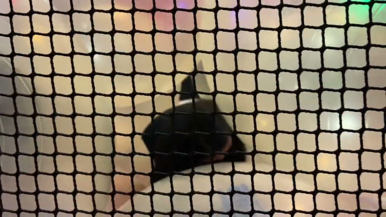 TASE @ Play Planet Ninja Tag Highlights (October 14, 2022)