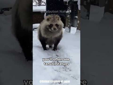 Discovering the Magic of Tanuki • Japan's Enigmatic Raccoon Dogs #shortvideo #shorts