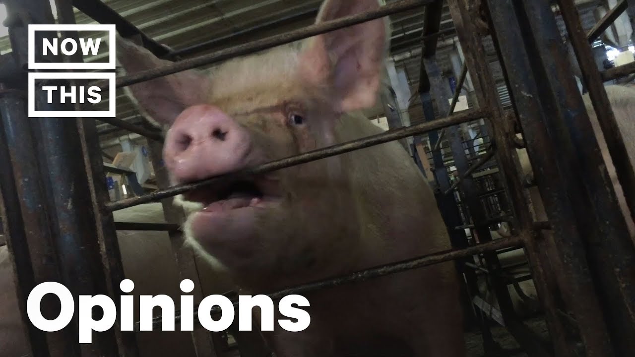 How the U.S. Allows 10 Billion Animals to Be Tortured | Opinions | NowThis