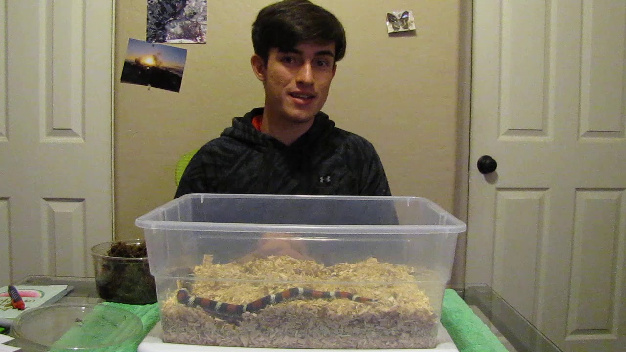 A Small Video on My TRICOLOR HOGNOSES!