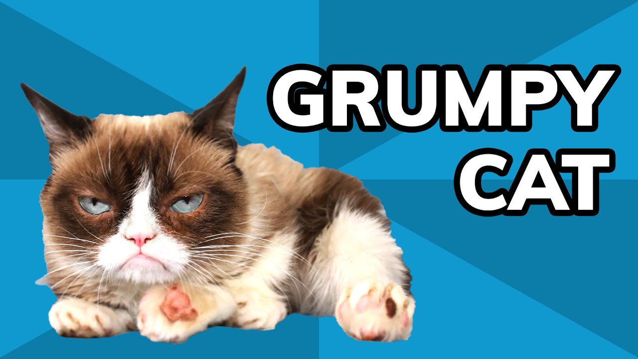 Grumpy Cat: The Story of Tardar Sauce, the Famous Grumpy Cat Meme That Brought Joy | Meme History