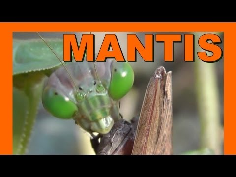 🐝 Praying Mantis Devouring Her Mate - Real Japan Monsters 彼女の仲間を食べカマキリ - 日本のモンスター