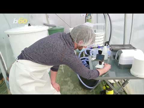 A French Craft Brewery Is Using Algae To Make Blue Beer