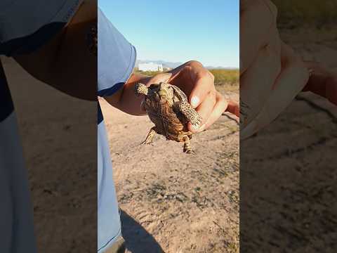 We Found a Turtle 🐢 On Our Property