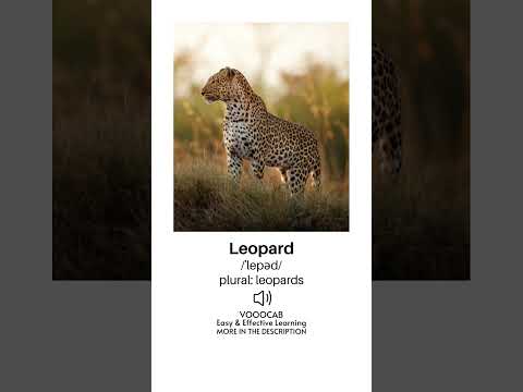 Leopard. Pronunciation, English Phonetic Transcription, Plural Form/Wild Animals Vocabulary Playlist