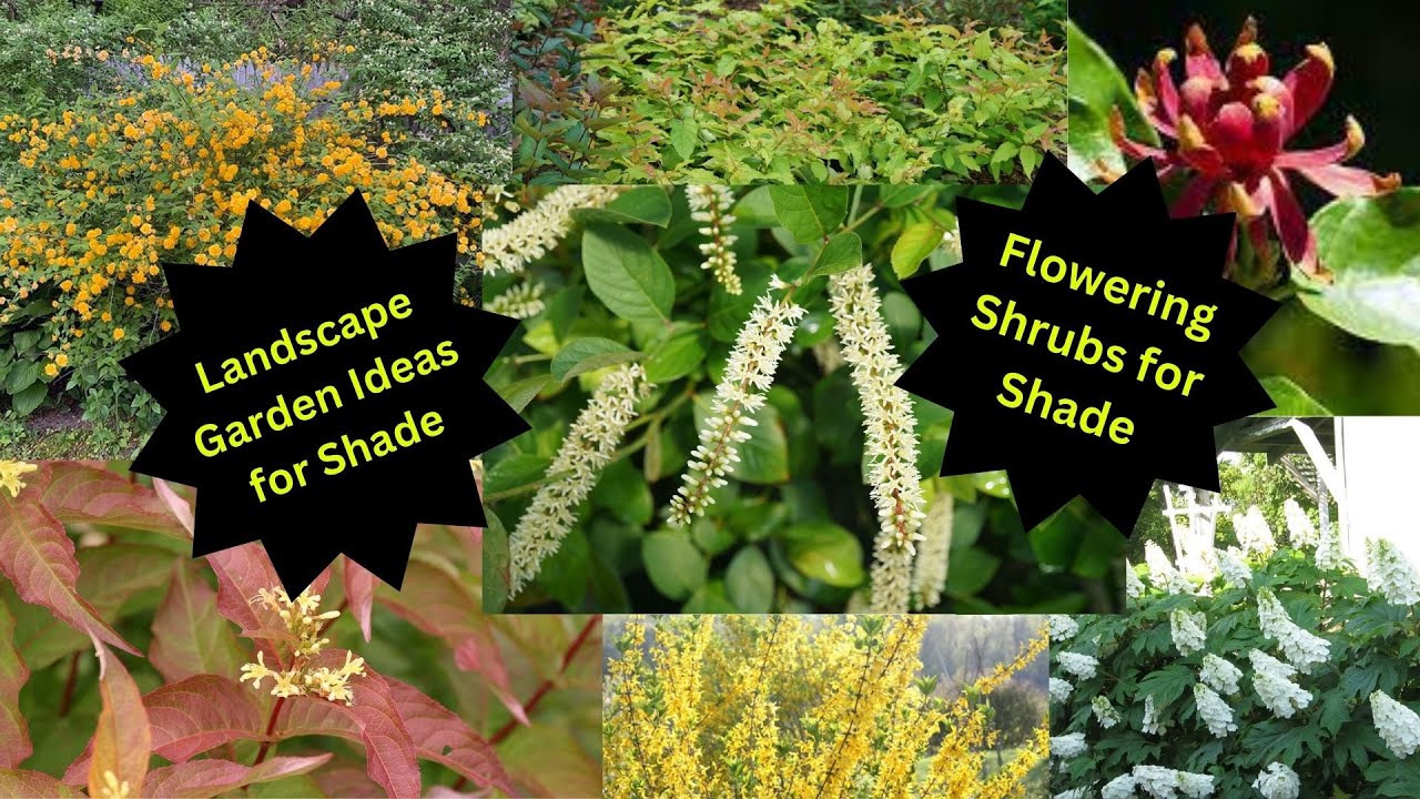 Landscape Garden Ideas - Flowering Shrubs for Shade