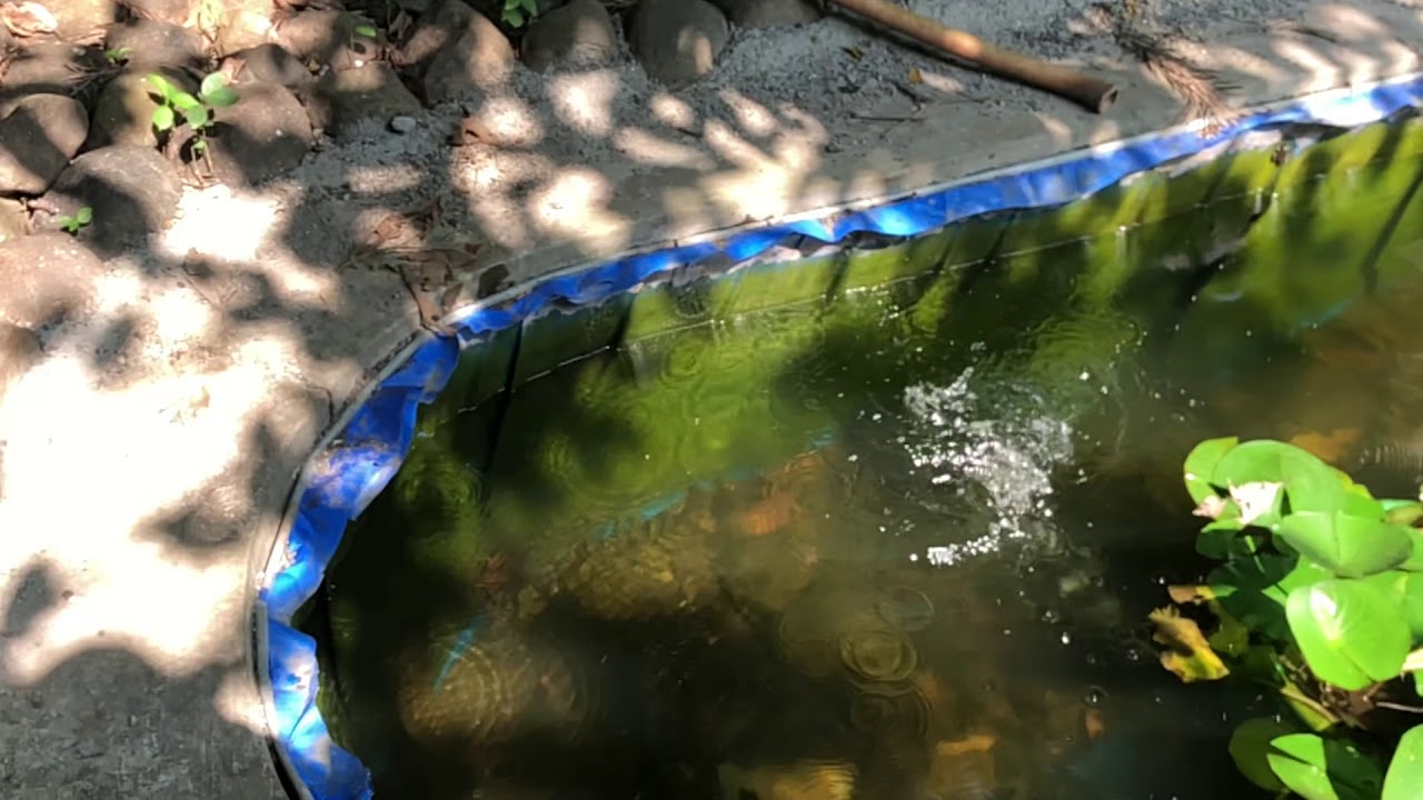 Frog Jump Slow motion iPhone X