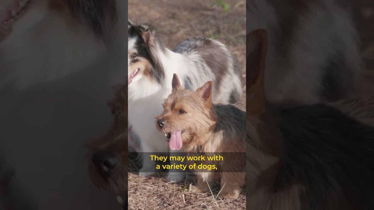 Ever wondered What's the difference between a Dog Trainer and a Dog Behaviorist