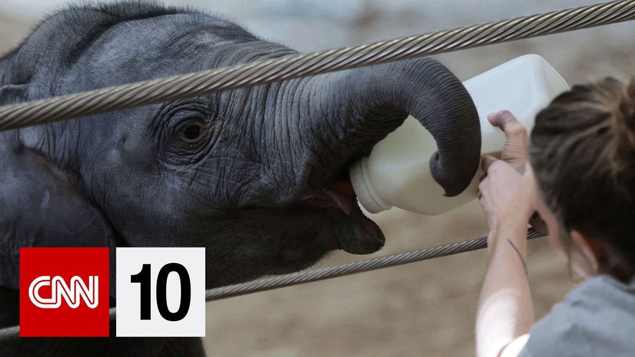Meet the baby elephant making her National Zoo debut | April 16, 2026
