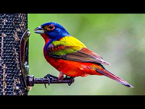 Meet Painted Bunting, The Most Colorful Bird Native To The United States