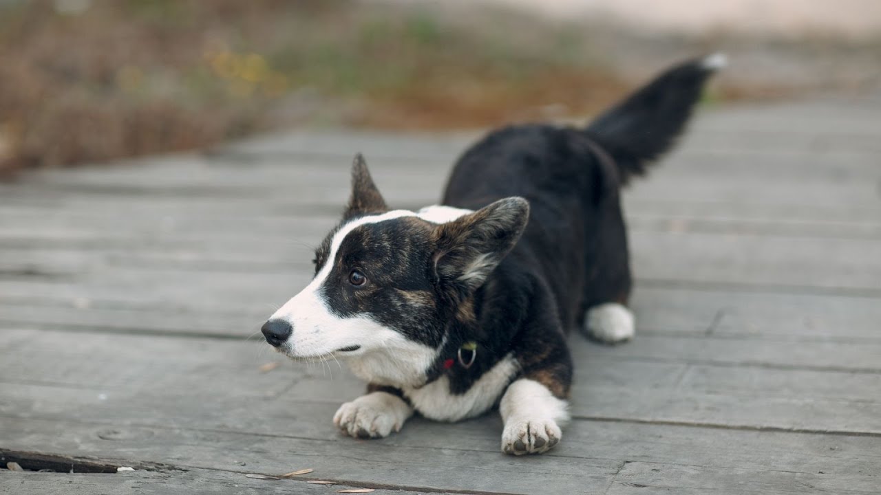 A Guide to Grooming Your Cardigan Welsh Corgi's Double Coat