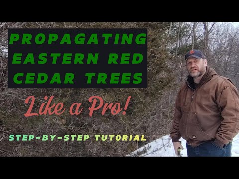 How to Propagate Eastern Red Cedar Trees like a pro!