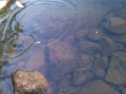 Small Swimbait Swim Test | STARR LURES