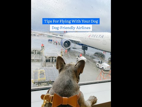 Dog-Friendly Airlines ✈️ Tips For Flying With Your Dog. Delta Update: Dog Ticket is now $95 each way
