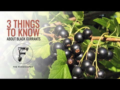 Three things to know about blackcurrants