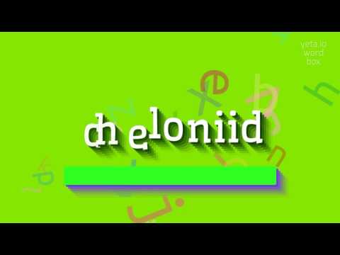 CHELONIID - HOW TO PRONOUNCE IT?