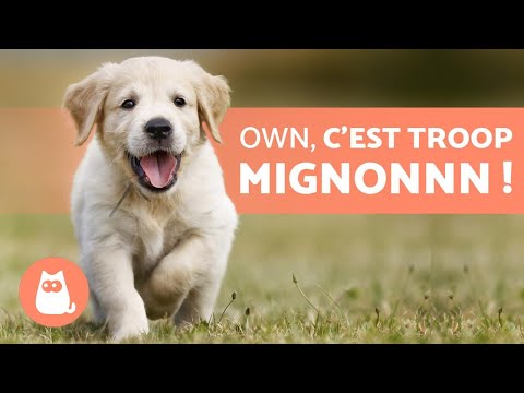 Chiot mignon et adorable - Vidéos de chiot trop mignon !