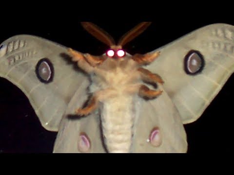 Ok So Basically I'm Moth (Moth Lamp Meme and I'm Monkey Meme)