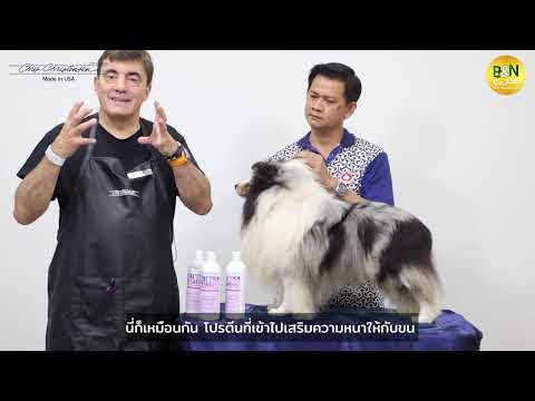 Shetland Sheepdog - Chris Christensen's grooming products by Rui Da Silva