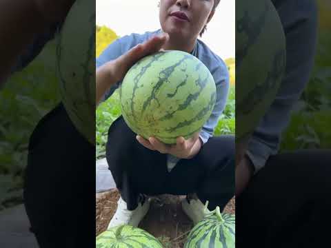 The technique of judging the ripeness of watermelon by flicking it with your fingers