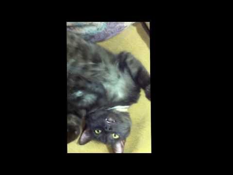 Steam Community :: Video :: КОТ под ЛСД - cat on LSD