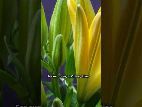 Lilies - A noble Queen, and a sister to the stars. #lilies #lily #meaning #flowers #botanicalinsight