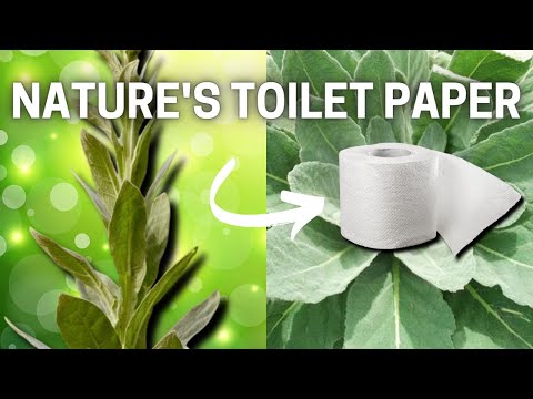 🌿 Mullein: History, Medicinal Uses, and Identification!