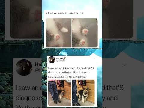 dogs #memes