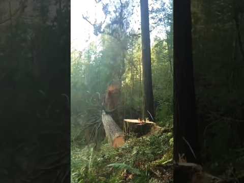 Work hard, Be Kind, And Amazing Things Will Happen#shortsfeed #stihl #chainsaw #tree #ytshorts