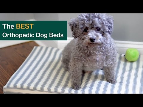 6 Best Orthopedic Dog Beds of 2022
