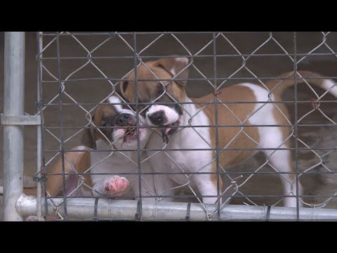 4 PAWS Rescue, Inc. over capacity, in need of support from Lincoln Parish community