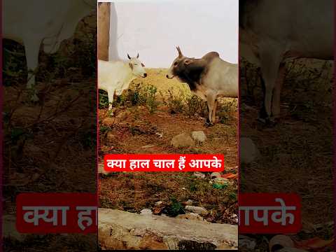 Kya Haal Chaal Hai | क्या हाल चाल हैं | #shorts #youtubeshorts #funny #viral #trending