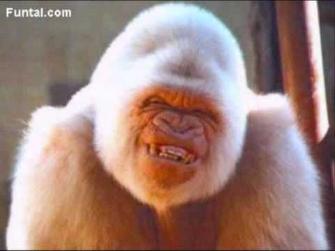 Cute and Funny Pictures of Animals