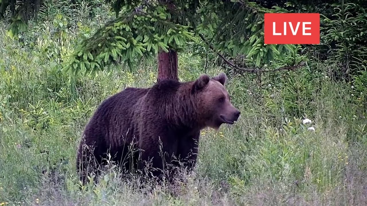 60+ Live Webcams for Virtual Office Backgrounds ...