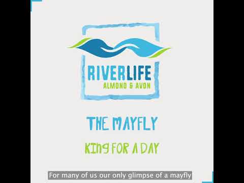 Meet the Inverts - The Mayfly
