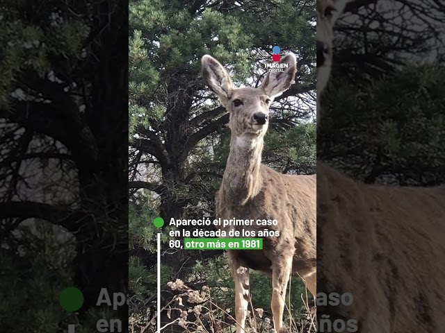 Científicos temen que 'enfermedad del venado zombie' evolucione para ...