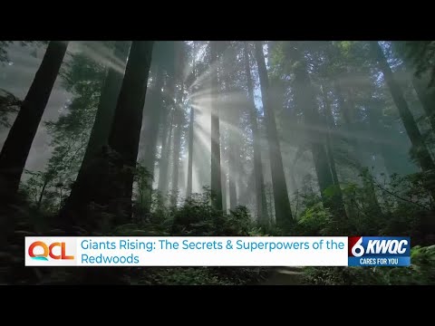 Giants Rising: The Secrets & Superpowers of the Redwoods