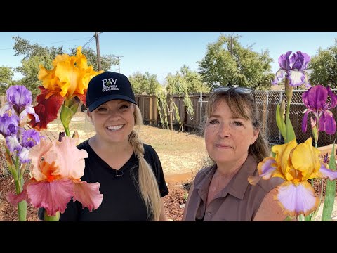 Planting LOTS of Bearded Irises with Pamela from Flower Patch Farmhouse!