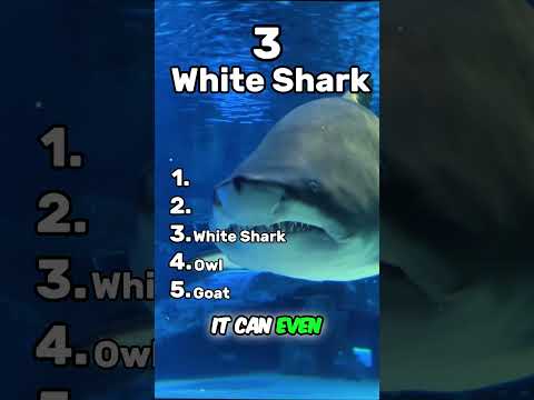Top 5 Animals With the Best Eyesight