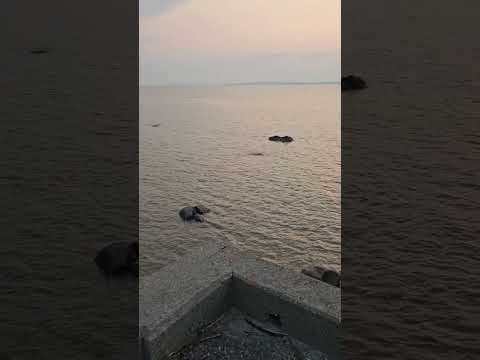 Quai de L'islet-sur-Mer L'islet Quebec Canada