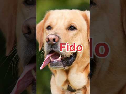 A to Z Popular Male Dog Names:The Ultimate Series 6/26