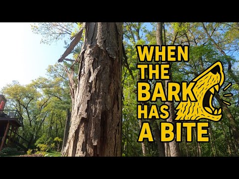 Hickory Hassles